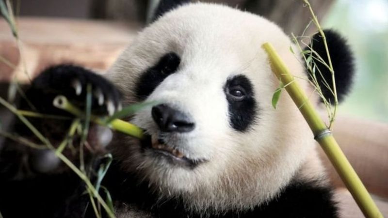 'Pupup Panda': Ketika kotoran Panda diolah jadi kertas tisu - BBC News ...