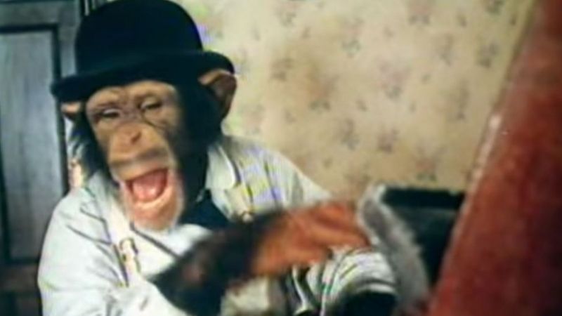 Last original PG Tips chimp Choppers dies at Twycross Zoo - BBC News