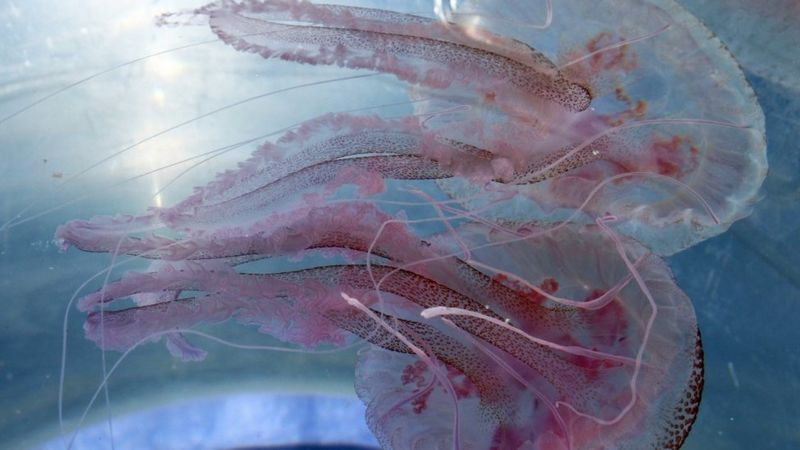New Zealand: Thousands of jelly creatures wash up on beaches - BBC News
