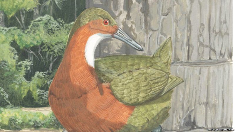 Scientists discover ancient type of panda in fossil - BBC Newsround