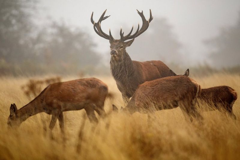 In pictures: Autumnal colours across the UK - BBC News