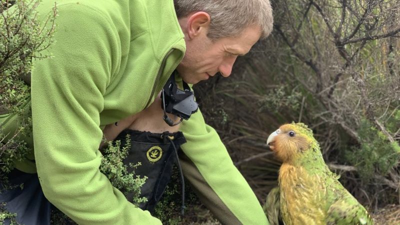 Rare kakapo parrots have best breeding season on record - BBC News
