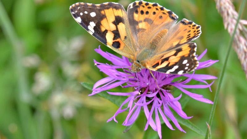 UK butterfly numbers at highest level since 2019 - BBC News