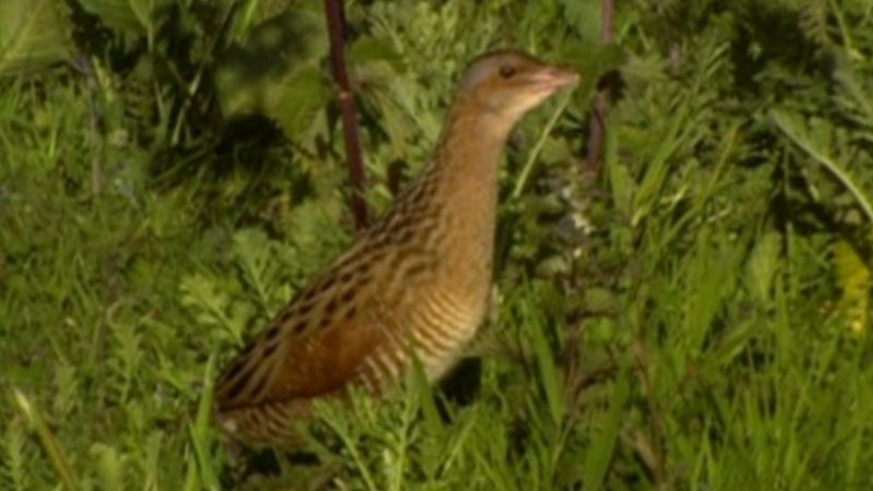 Positive signs for Rathlin Island corncrakes - BBC News