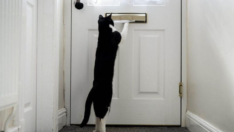 Support cat Zebby alerts deaf owner to phone calls - BBC News