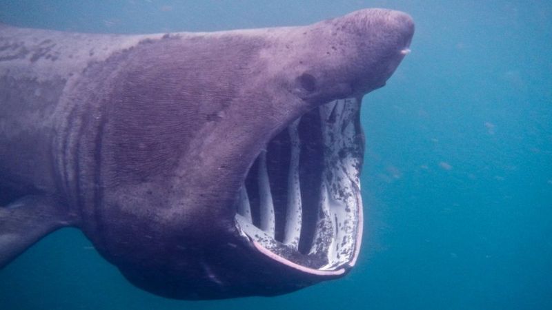 Basking sharks 'hang out' in family groups - BBC News