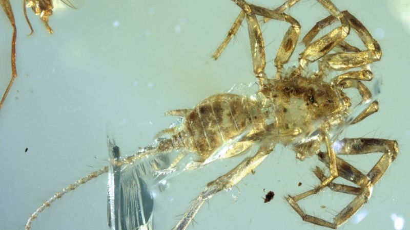 'Extraordinary' fossil sheds light on origins of spiders - BBC News