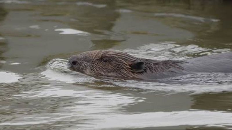 Beavers combating flooding and improving biodiversity in Cornwall - BBC ...