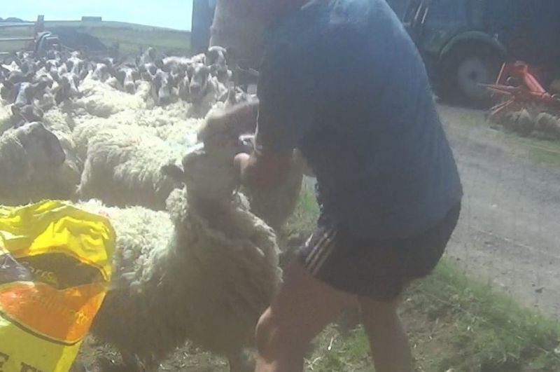 Penicuik Farmer admits punching sheep in the face - BBC News