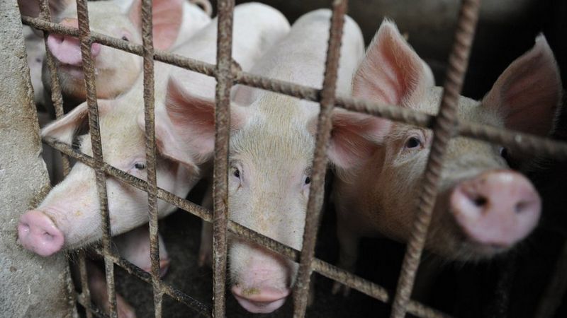 China to tap pork reserves as swine fever hits industry - BBC News