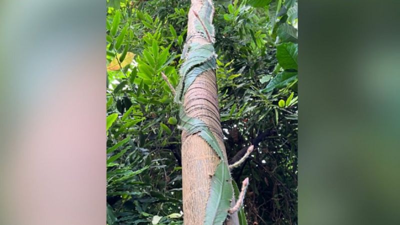 Rare moonflower set to bloom again in Cambridge - BBC News