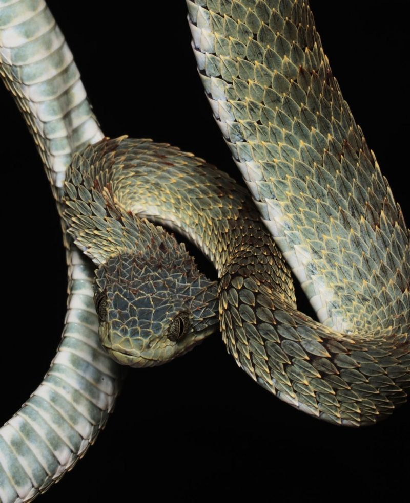 Face to face with DR Congo's deadly vipers - BBC News