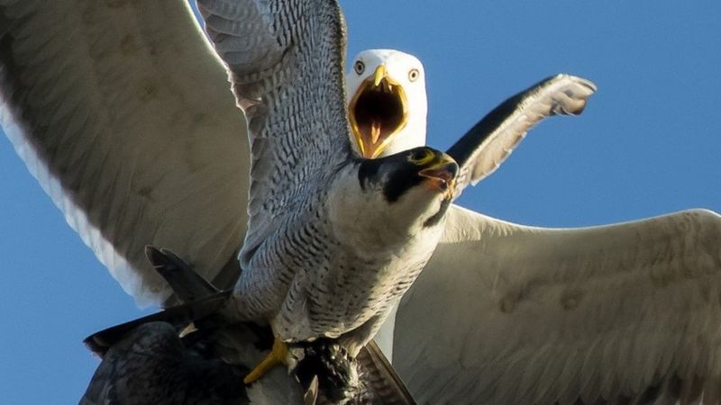 Norwich peregrine falcons caught in battle with red kite - BBC News