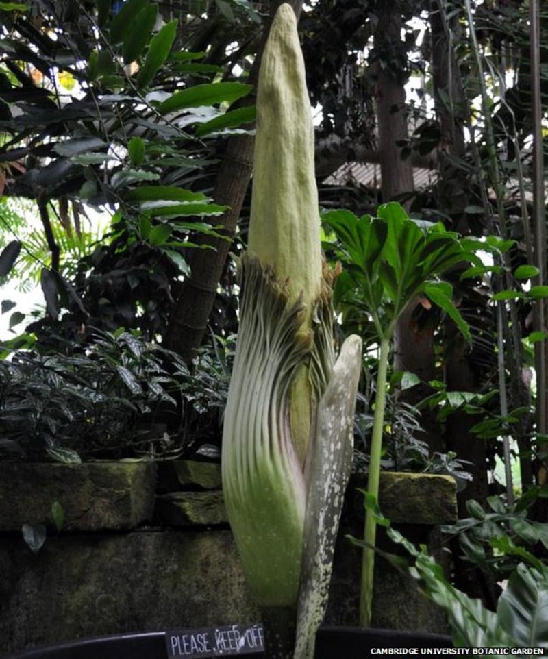 Cambridge University titan arum flower attracts crowds - BBC News