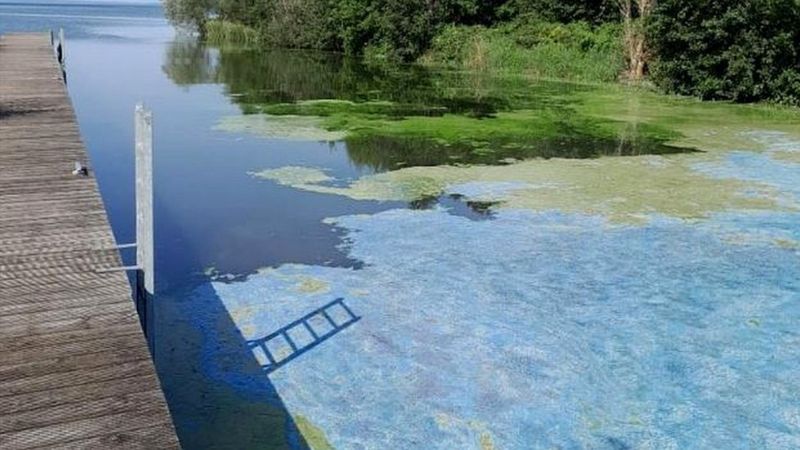Blue-green algae map shows extent of Lough Neagh problems - BBC News