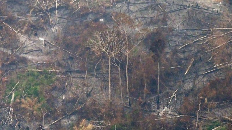 Climate change: Spike in Amazon emissions linked to law enforcement ...