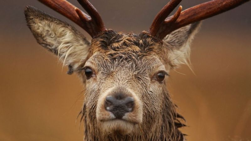 Why are large numbers of red deer being killed? - BBC News