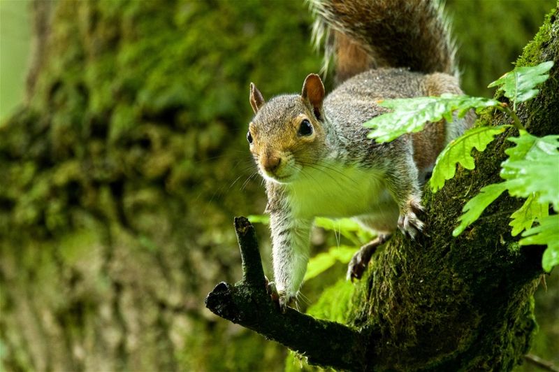 Grey squirrels fed to eagles in Moffat to protect native reds - BBC News