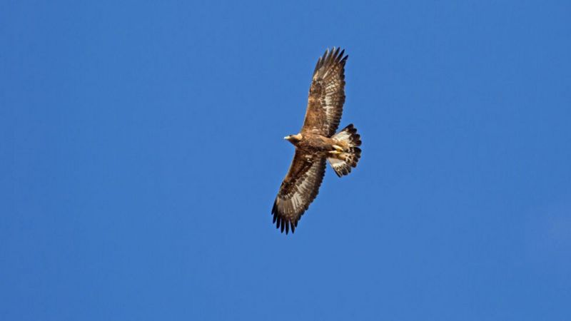 The highs and lows of the South of Scotland Golden Eagle Project - BBC News