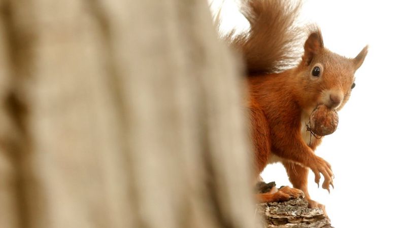 Relocated squirrels moving to new areas, says charity - BBC News
