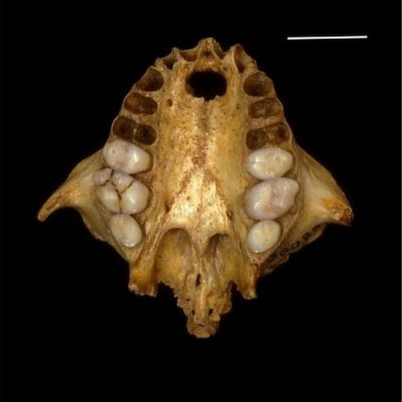 Mystery monkey: history of unique Xenothrix fossil revealed - BBC News