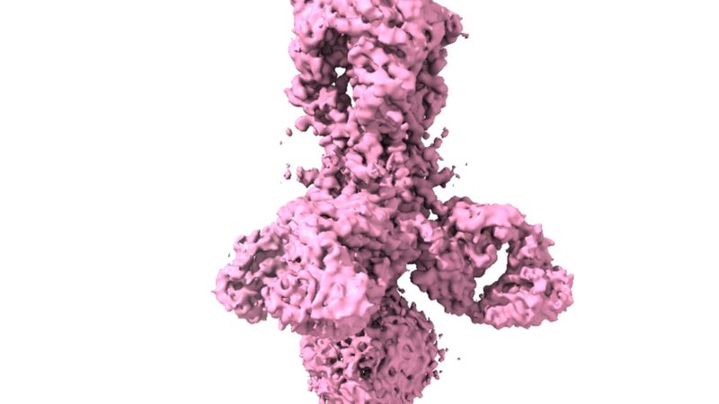 What is 'blobology' and how is it transforming biology? - BBC News
