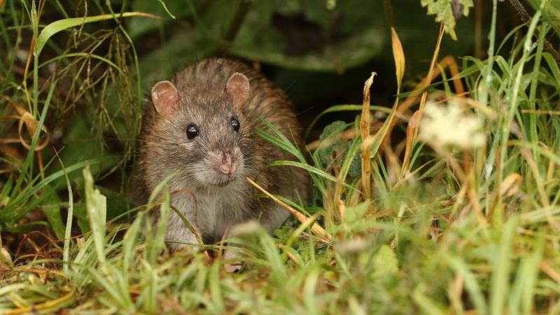 Tresco, Bryher and St Martin's rat scheme proposed - BBC News