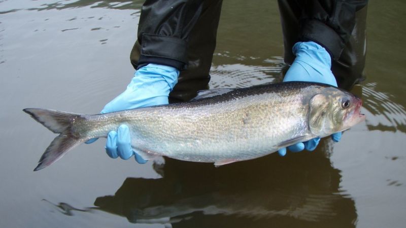 King's favourite fish to make comeback in River Severn project - BBC News
