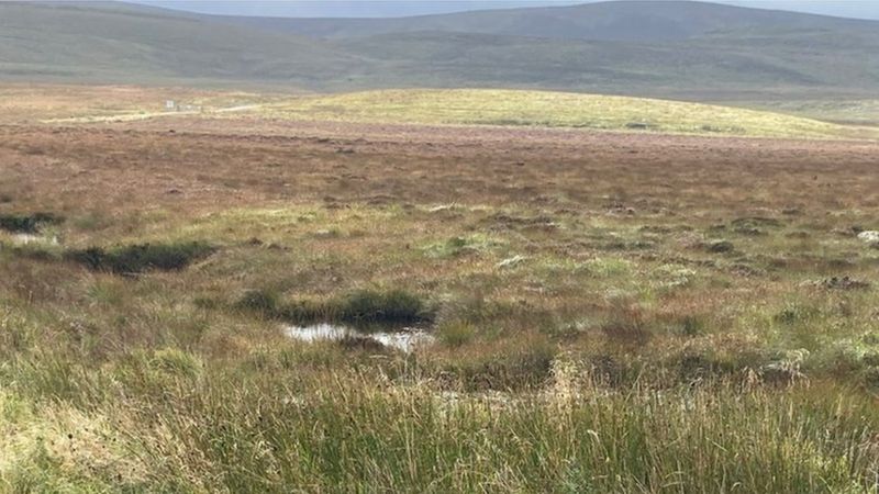 Peatlands: New documentary to explore the secret life of bogs - BBC News