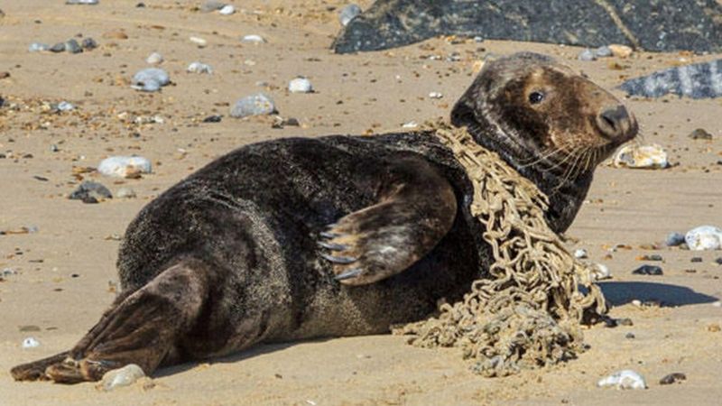 Seal found stuck in plastic waste on Norfolk beach - BBC News