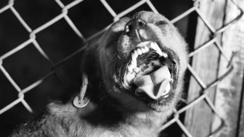 Dog vaccine offers hope in China’s fight against rabies - BBC News