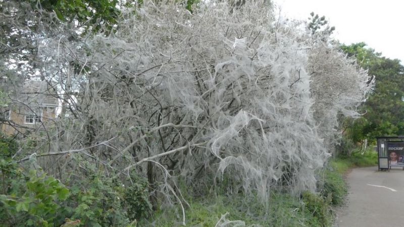 Ghostly caterpillar webs cover Bedford trees - BBC News