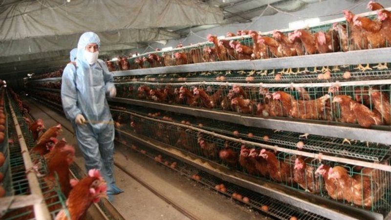 ¿Es justa la fama de tontos que tienen los pollos? - BBC News Mundo