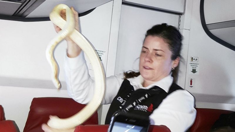 Snake found on a plane. Yes, really... snake on a plane - BBC News