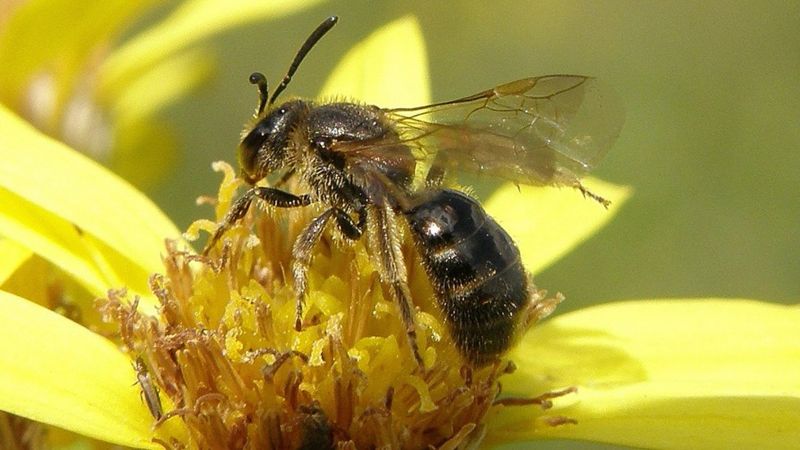 Neonic pesticide link to long-term wild bee decline - BBC News
