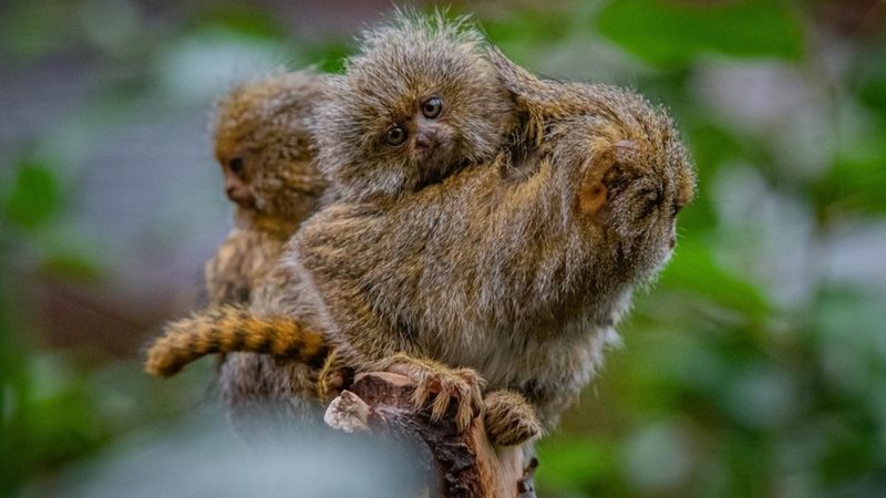 Chester Zoo welcomes 'ping pong ball-sized' twin monkeys - BBC News
