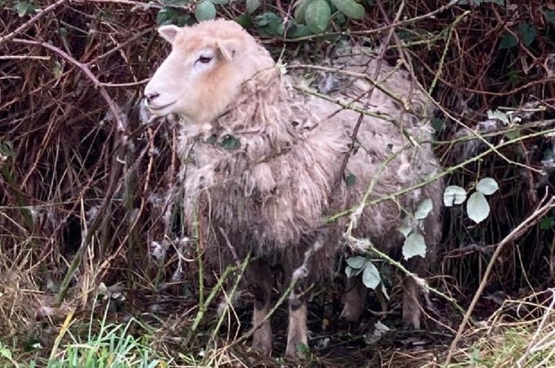 Ely firefighters rescue sheep trapped in brambles - BBC News