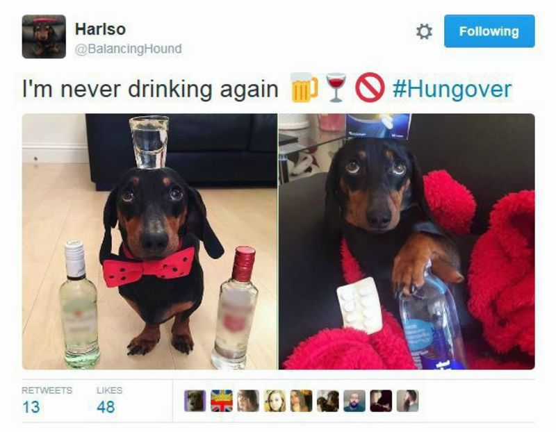 Harlso the Hound: Belfast poised pooch finds internet fame - BBC News