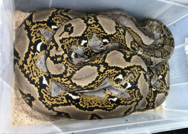 Reticulated Python dumped in Somerset lay-by - BBC News