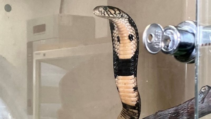 Liverpool scientists saving lives with antivenom research - BBC News