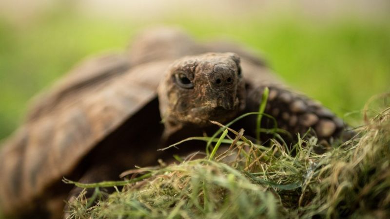 Fridge hibernation best thing for tortoises, says Shifnal vet - BBC News