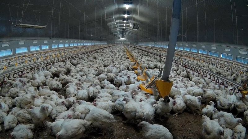 Supermarket chickens 'suffering agonising deaths' - BBC News