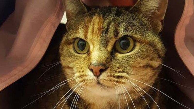 Bopper the Whopper on hunt for home after weight loss - BBC News