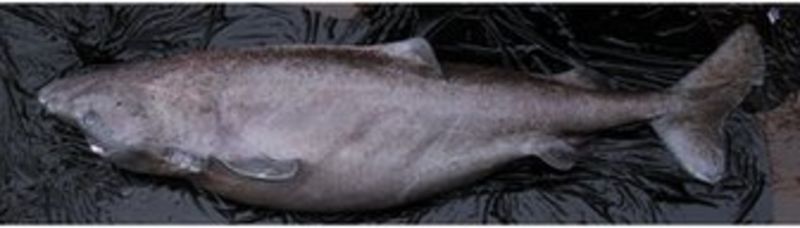 DNA secrets to life in the deep - BBC News