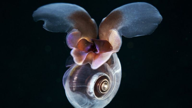 Tiny sea snail 'swims like a bee' - BBC News