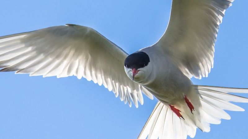 El extraordinario viaje del pájaro que voló el equivalente a más de dos ...