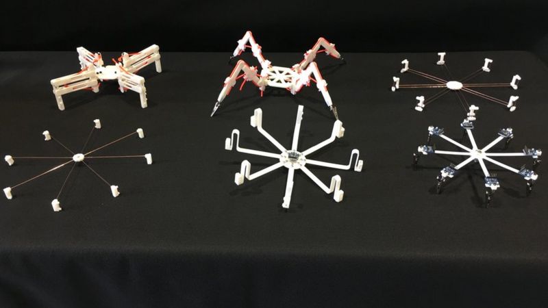 Giant web probes spider's sense of vibration - BBC News