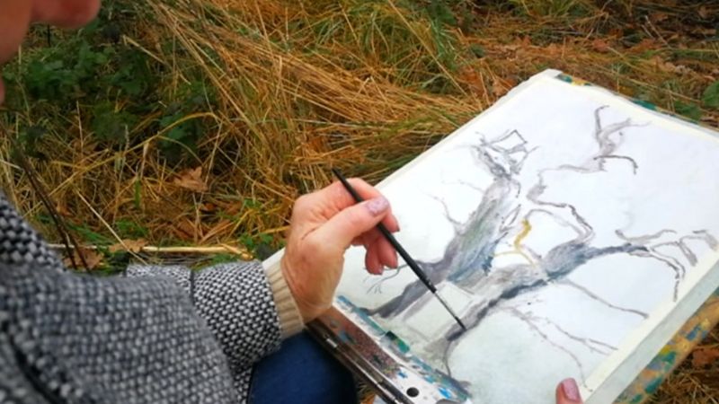 More than 100,000 sign petition to save 'Darwin Oak' - BBC News