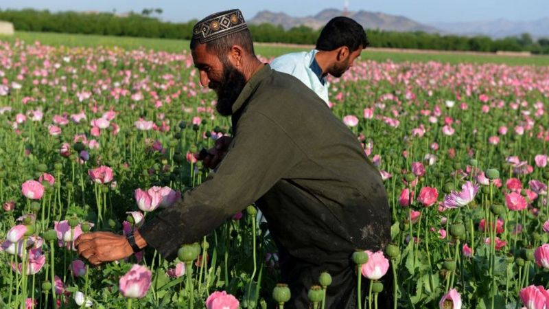 Afghanistan: How much opium is produced and what's the Taliban's record ...