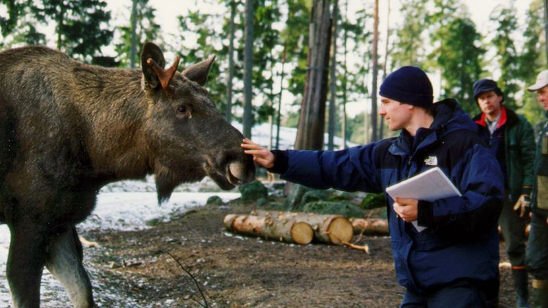 Swedish moose crash-test dummy wins spoof Ig Nobel prize - BBC News